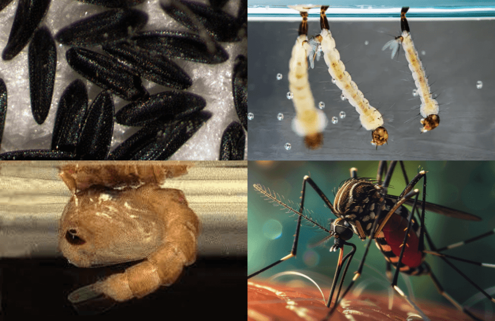 Como é o mosquito da dengue? Identifique-o em todas as fases